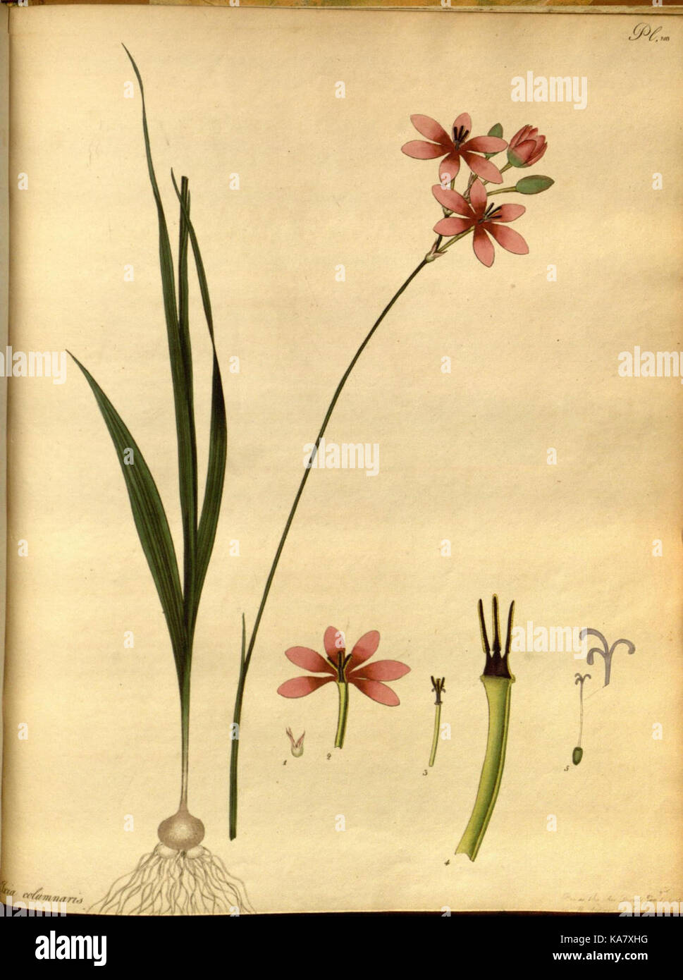 A botanical illustration from 'The Botanist's Repository', showcasing ...