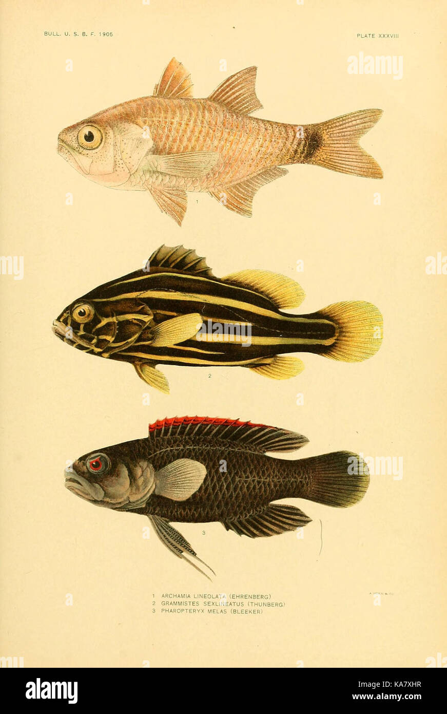 The fishes of Samoa (Plate XXXVIII) (5998447439 Stock Photo - Alamy