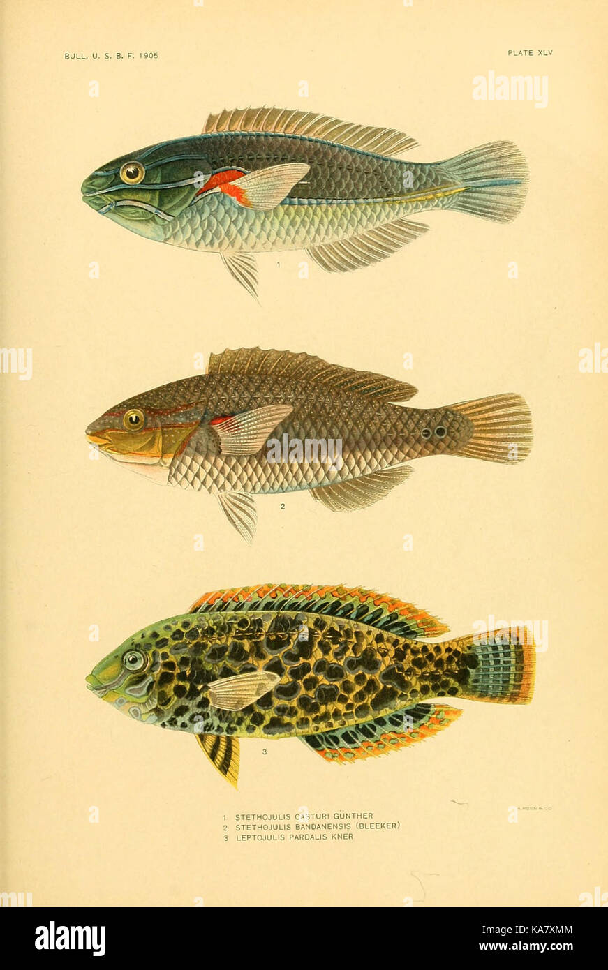 Illustration presents various coral species hi-res stock photography ...