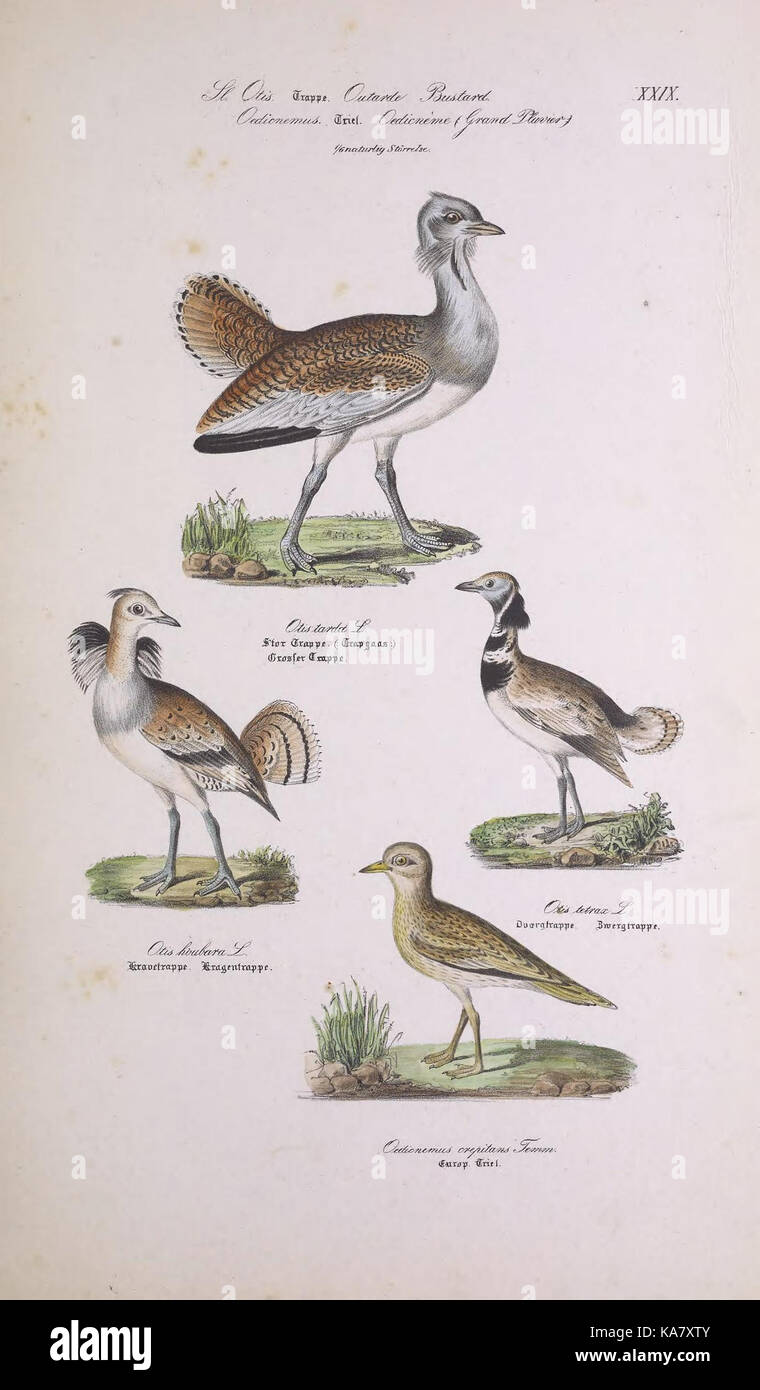 Iceland native bird species hi-res stock photography and images - Alamy
