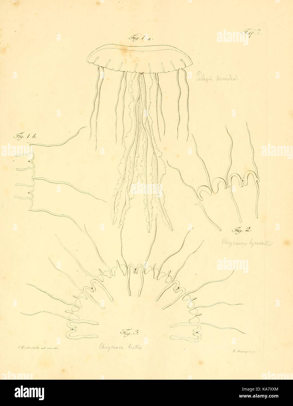 'System der Acalephen' (Plate 7) is a scientific illustration depicting ...