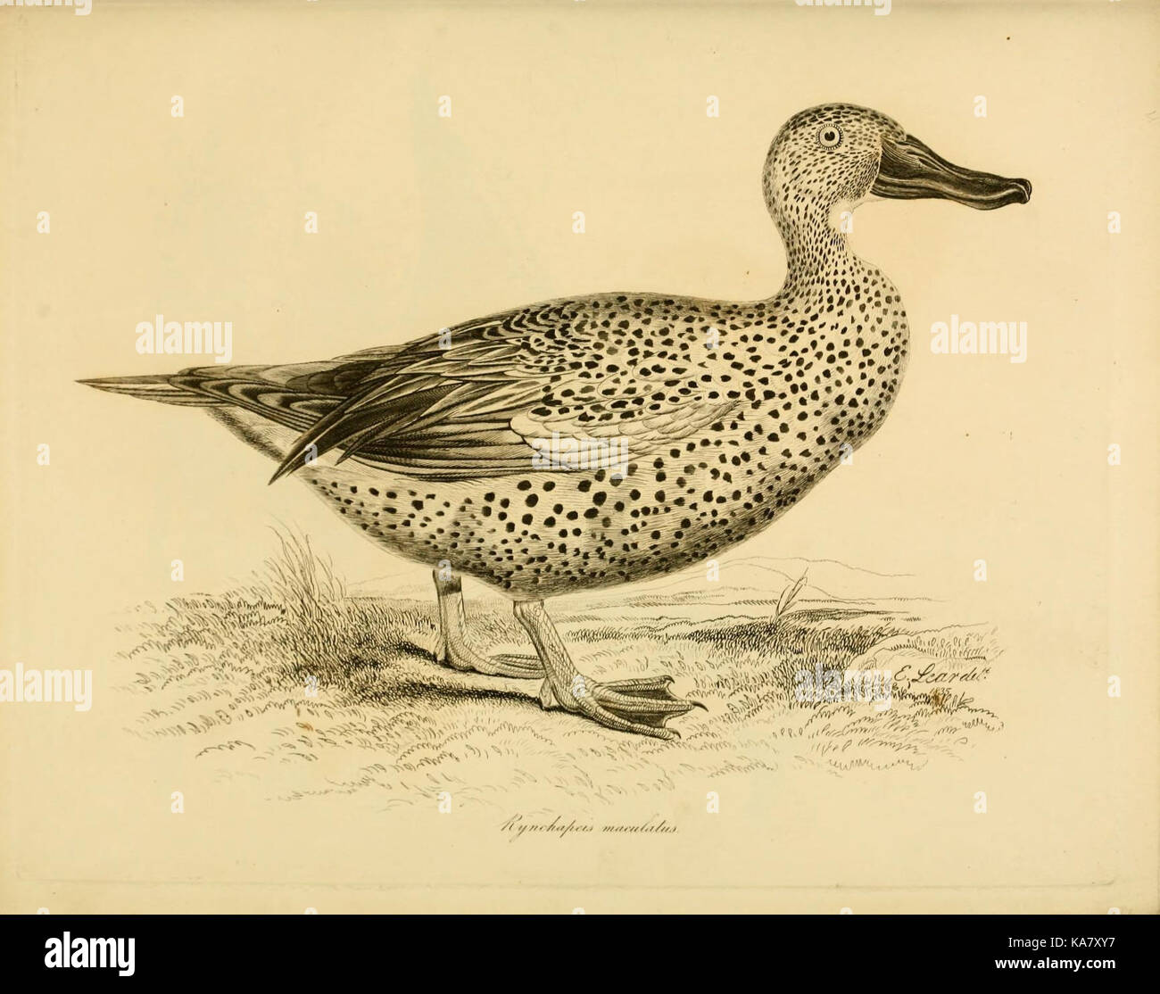 Sir William Jardine's illustrations of the duck tribe (Plate 3 ...