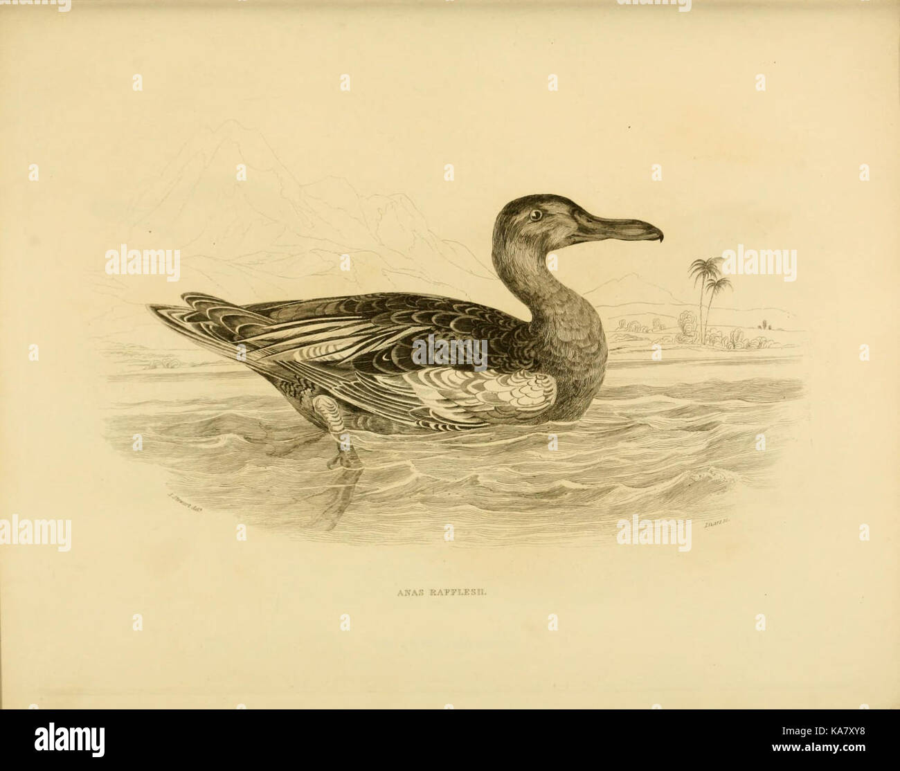 Sir William Jardine's illustrations of the duck tribe (Plate 5 ...