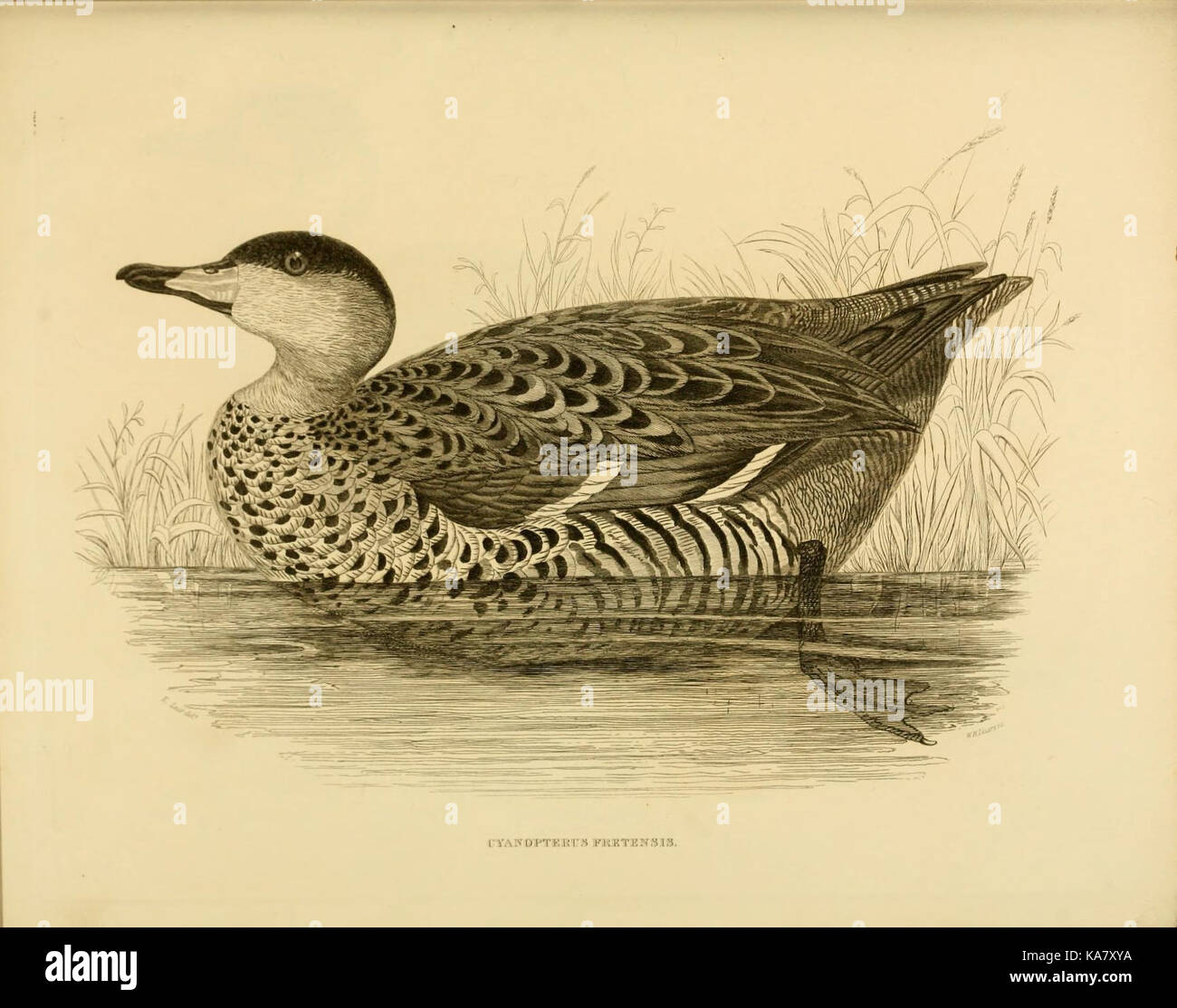 Sir William Jardine's illustrations of the duck tribe (Plate 6 ...