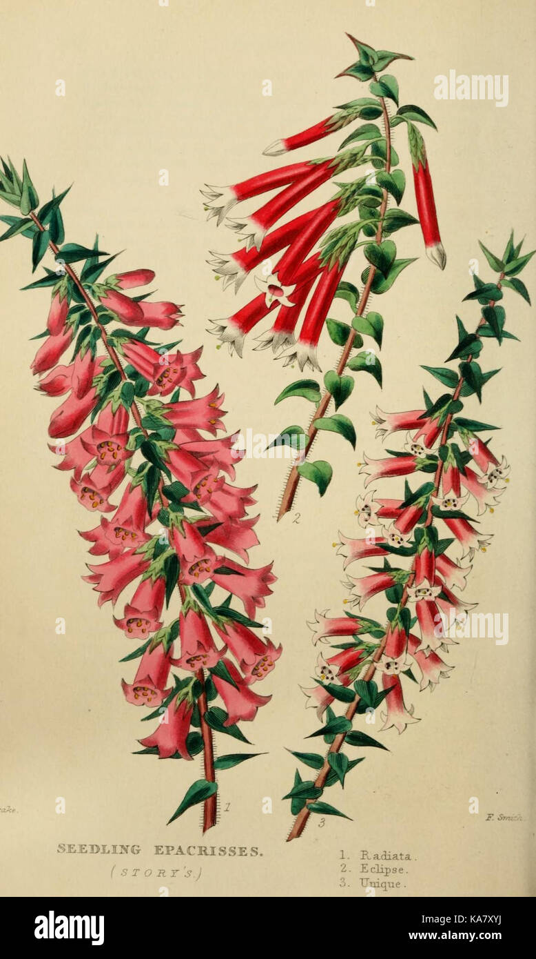 Detailed collection of various floral species hi-res stock photography ...