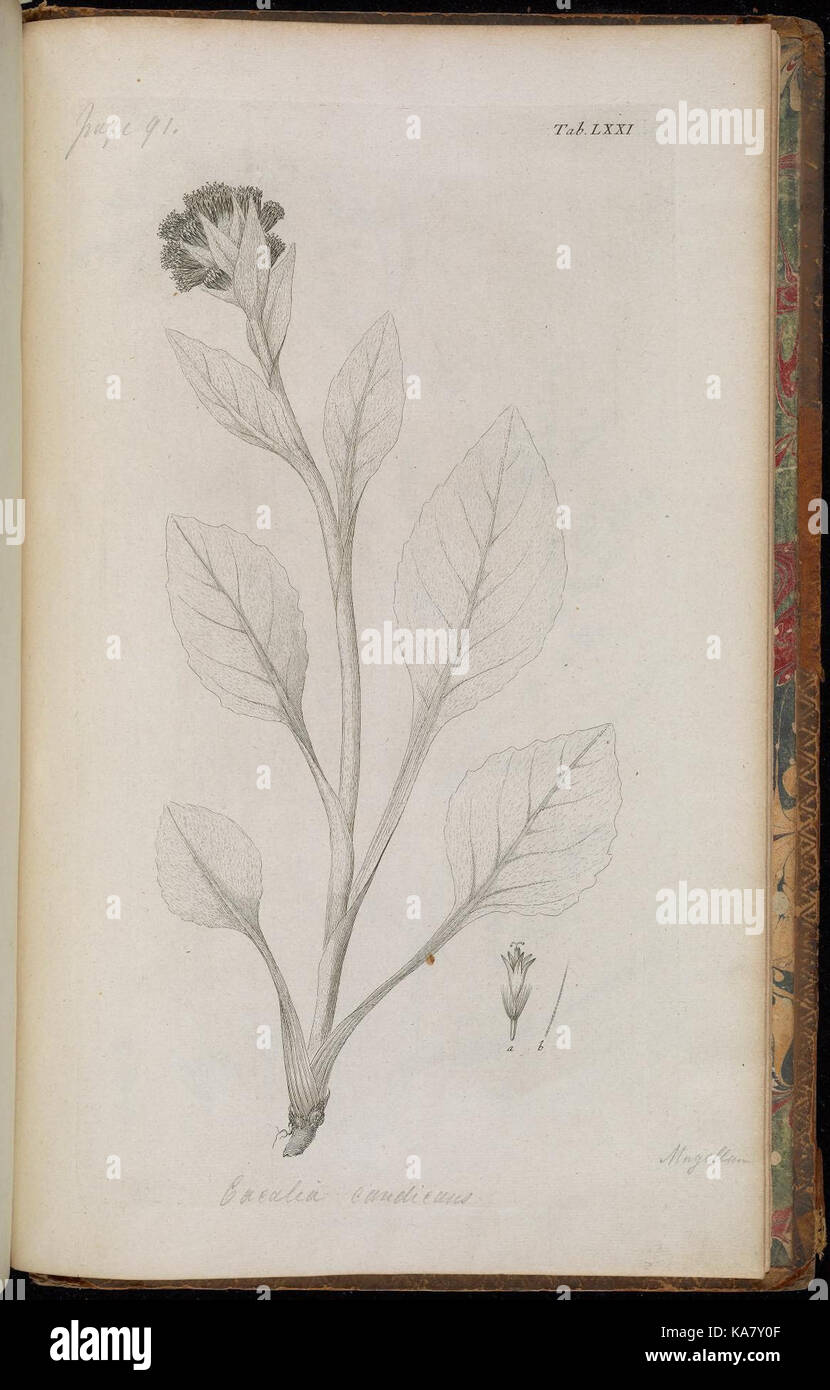 An illustration from *Symbolae botanicae*, depicting a botanical ...