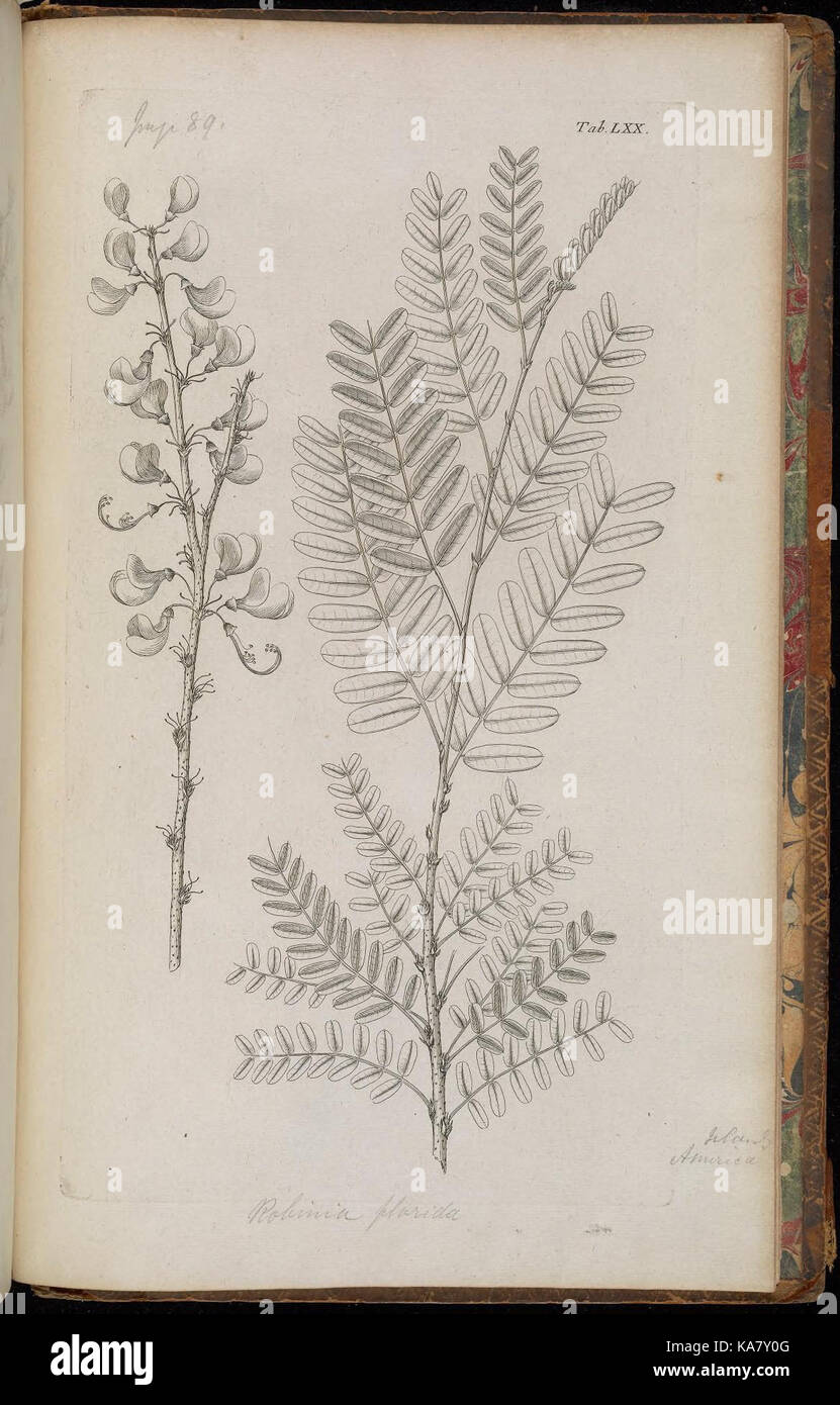 Symbolae botanicae, sive plantarum (Tab. LXX) (7400922328 Stock Photo ...