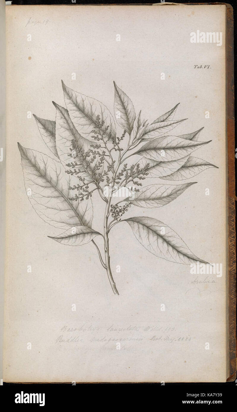 Symbolae botanicae, sive plantarum (Tab. VI) (7400859412 Stock Photo ...