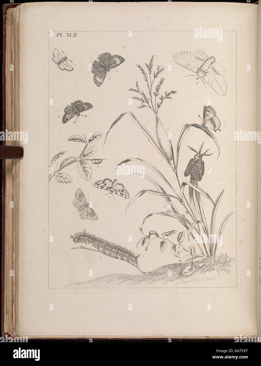 Xlii hi-res stock photography and images - Alamy