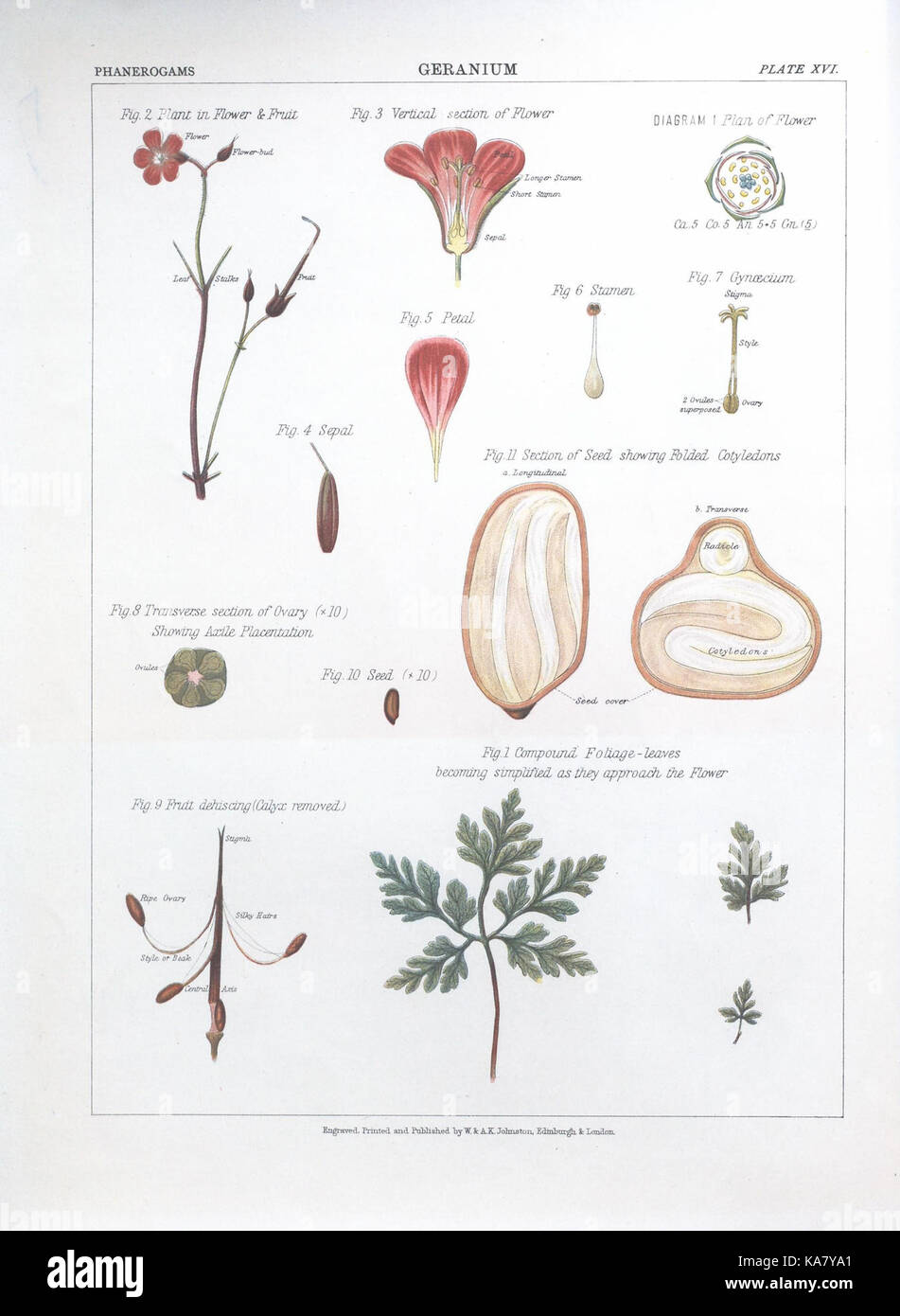 The botanical atlas (Plate XVI) (7349118884 Stock Photo - Alamy