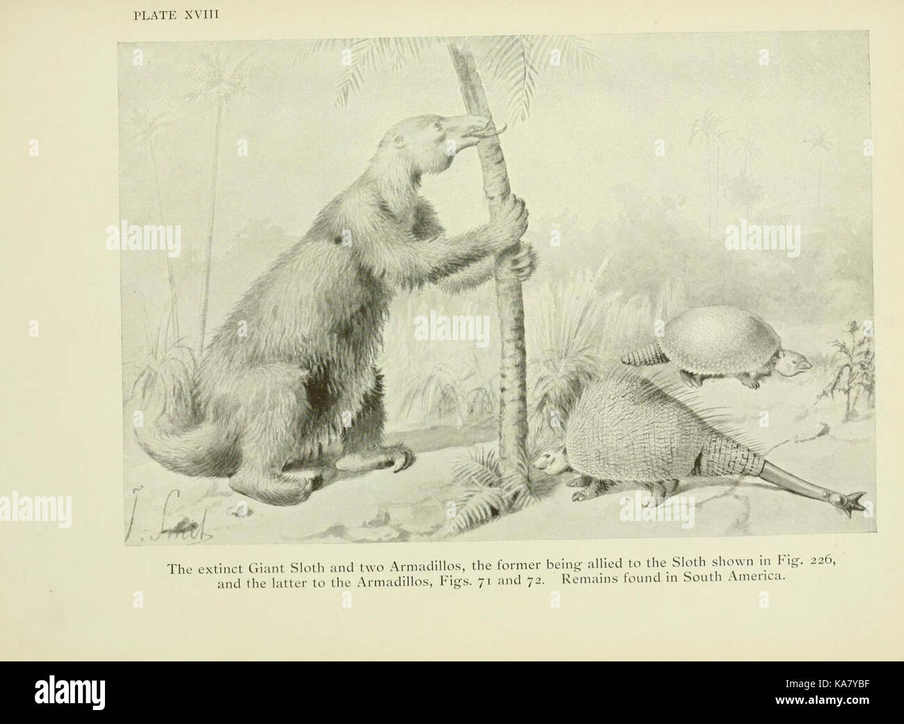 Plate XVIII of 'The Book of the Animal Kingdom' illustrates various ...