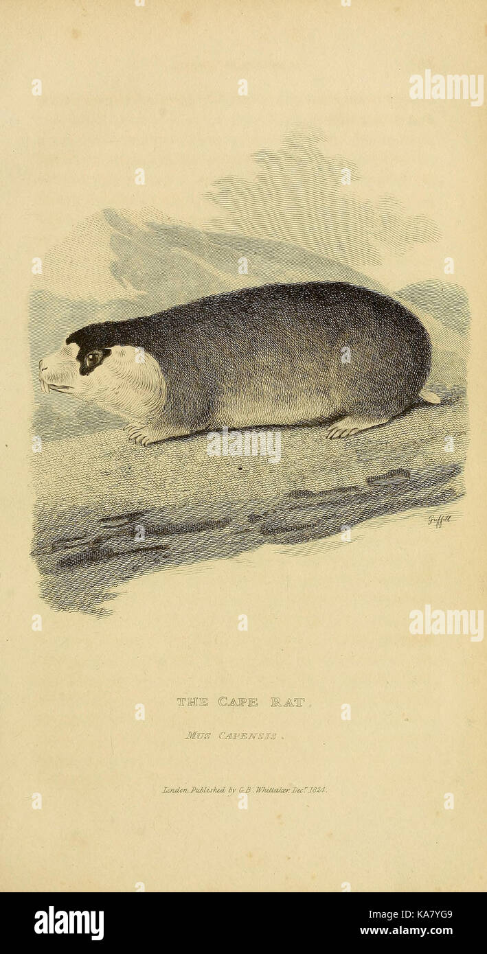 An illustration from *The Animal Kingdom*, depicting various species ...