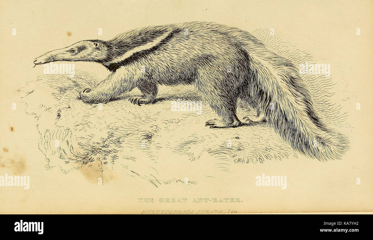 Classification guide animal kingdom hi-res stock photography and images ...