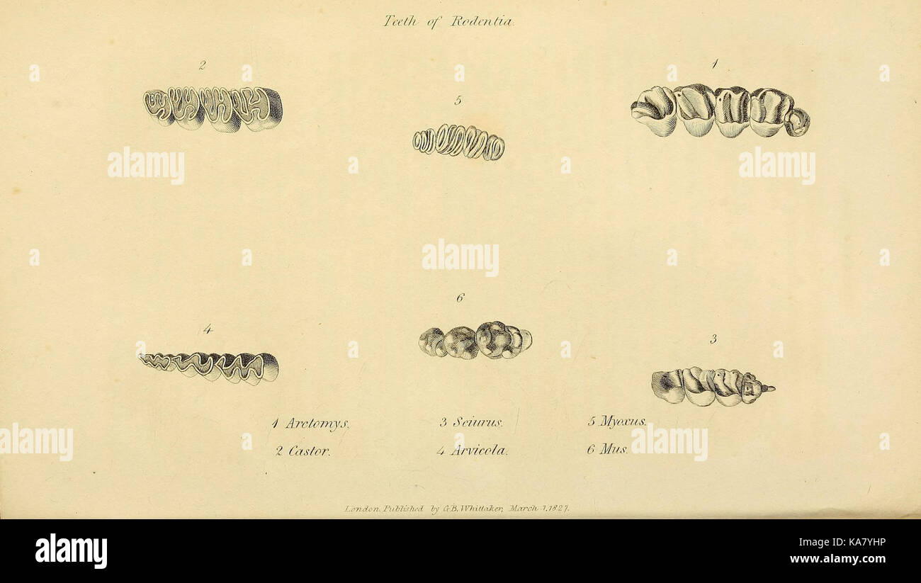 A plate (Pl. 16) from a work titled 'The Animal Kingdom,' showcasing ...