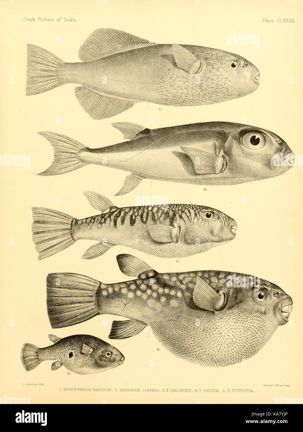 Plate CLXXXII from 'The Fishes of India' illustrates various species of ...