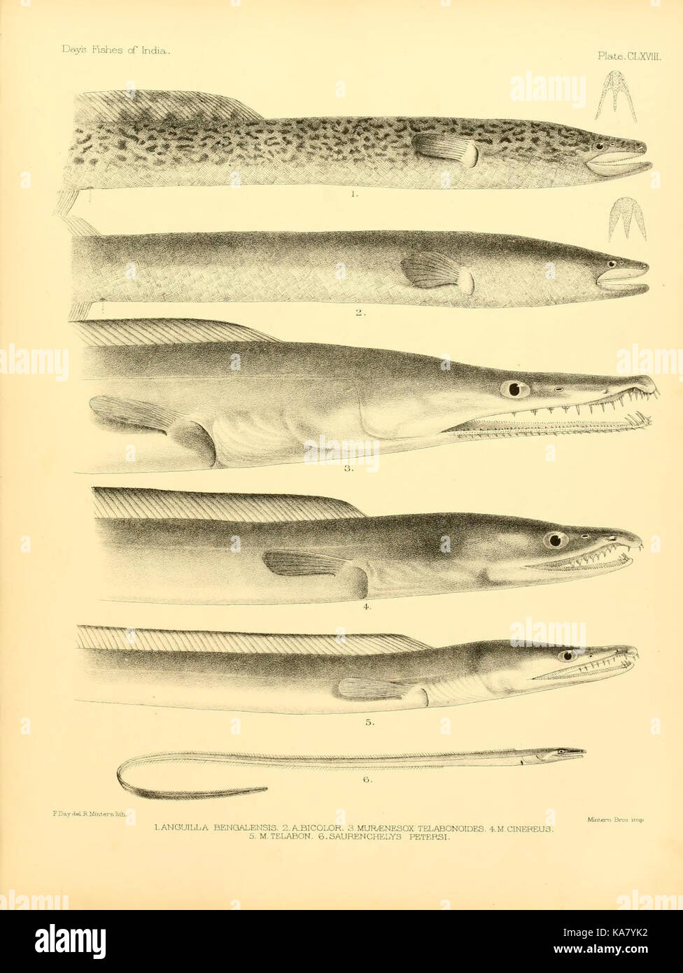 This plate from 'The Fishes of India' illustrates marine fish species ...