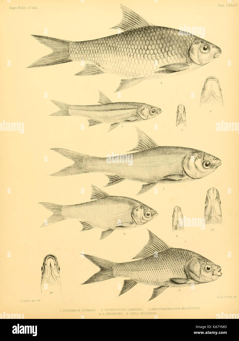 This illustration from 'The Fishes of India' series (Plate CXXXIV ...