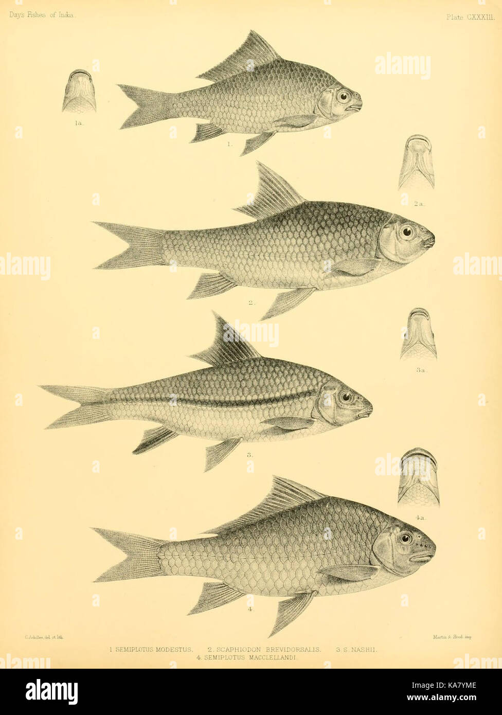 A detailed illustration from the book 'The Fishes of India,' showing a ...