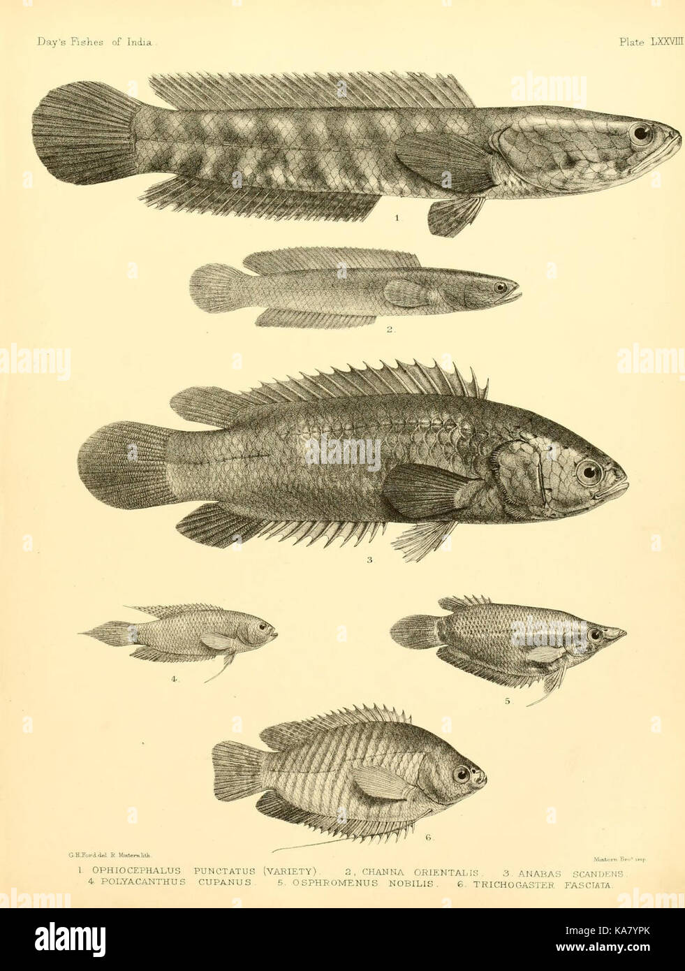 A detailed illustration from 'The Fishes of India,' depicting various ...