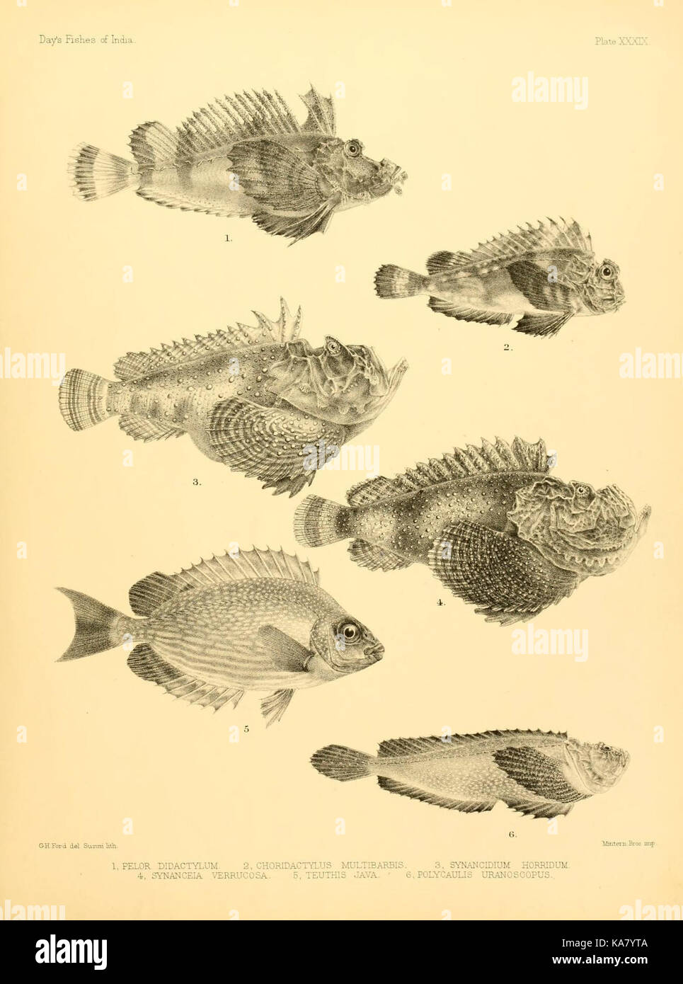Ernst Mayr Library India Indian Ocean Marine Fishes Sri Lanka High ...