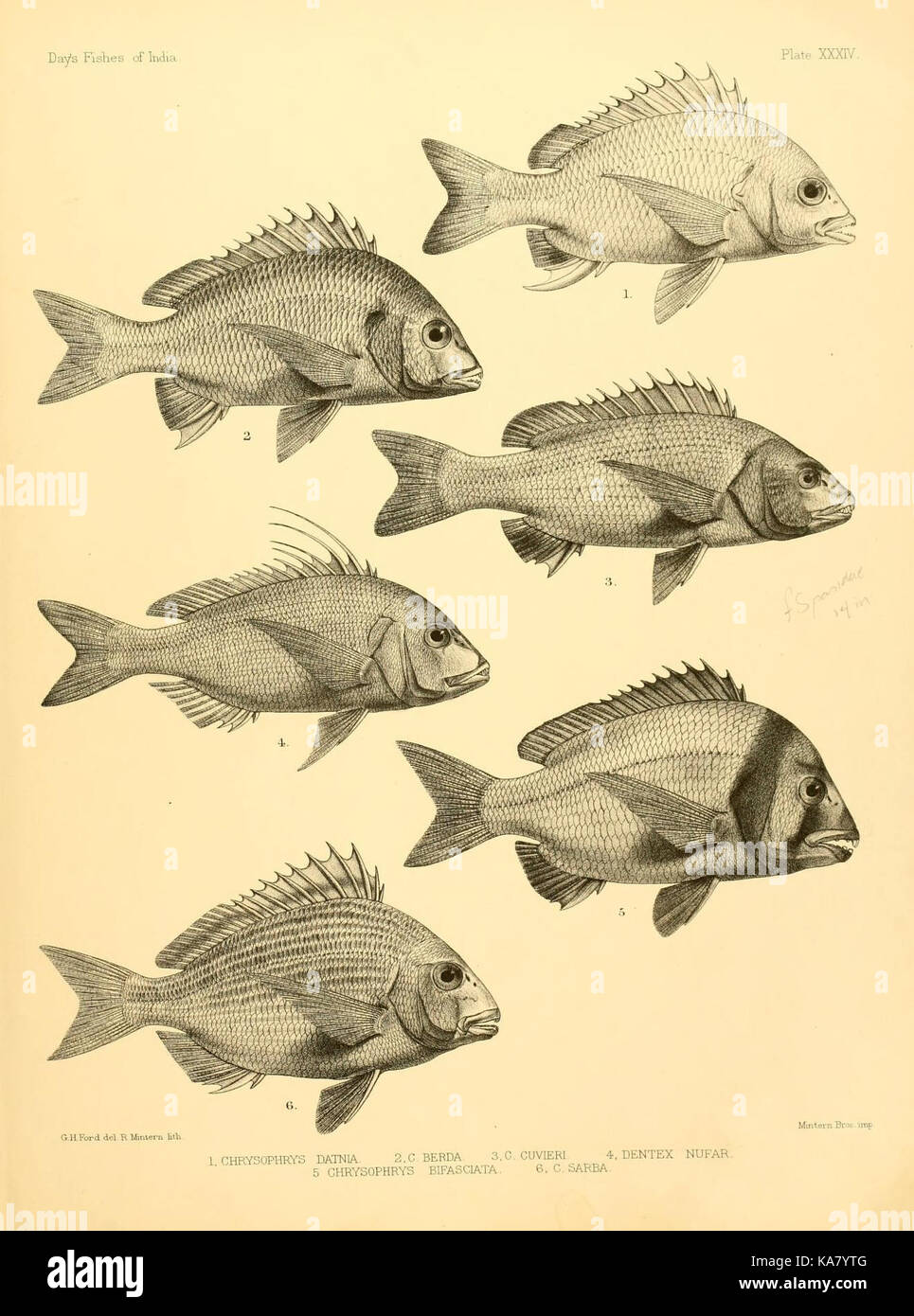 Indian subcontinent marine species hi-res stock photography and images ...