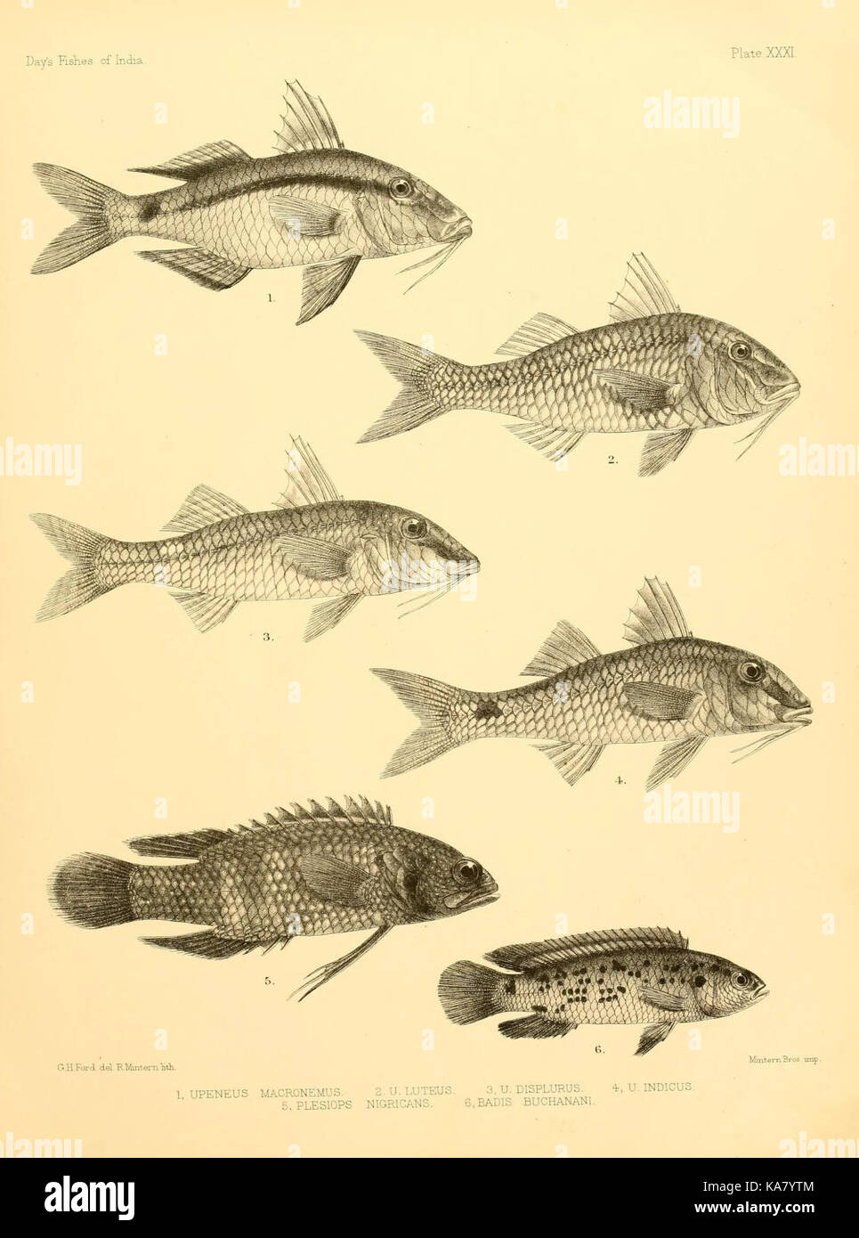 Bay of burma fishes harvard university hi-res stock photography and ...