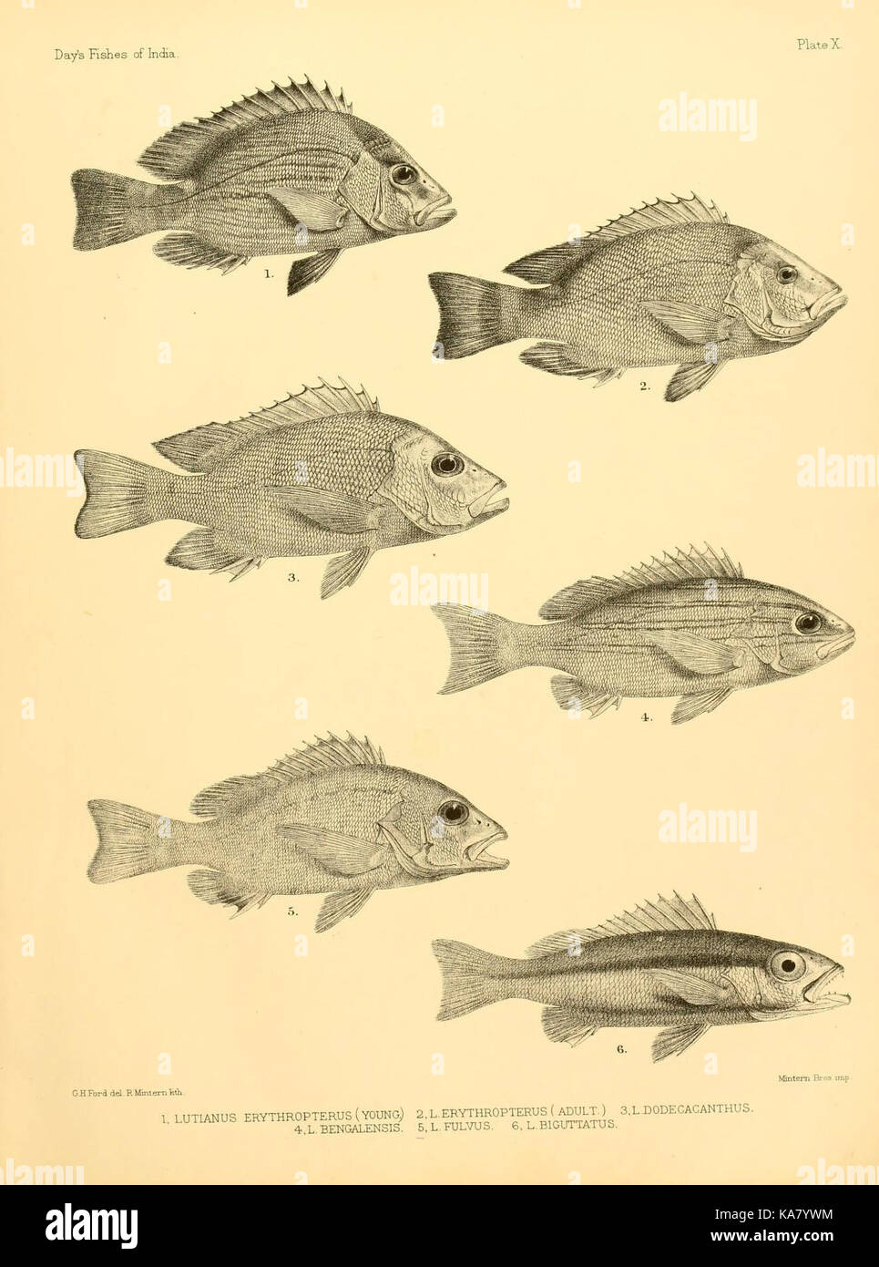 The fishes of India (Plate X) (6924410860 Stock Photo - Alamy