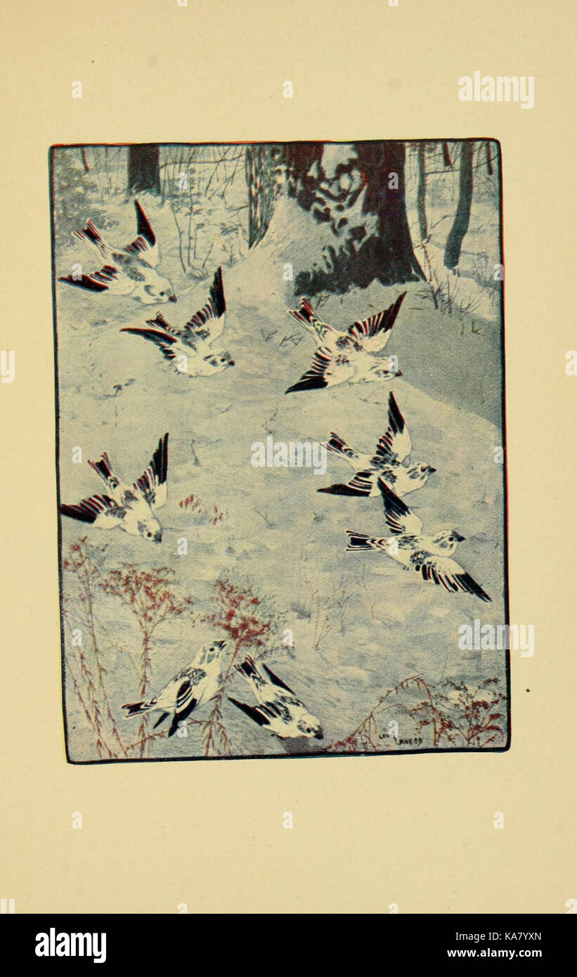 Tenants of the trees (Plate 8) (6921358414 Stock Photo - Alamy