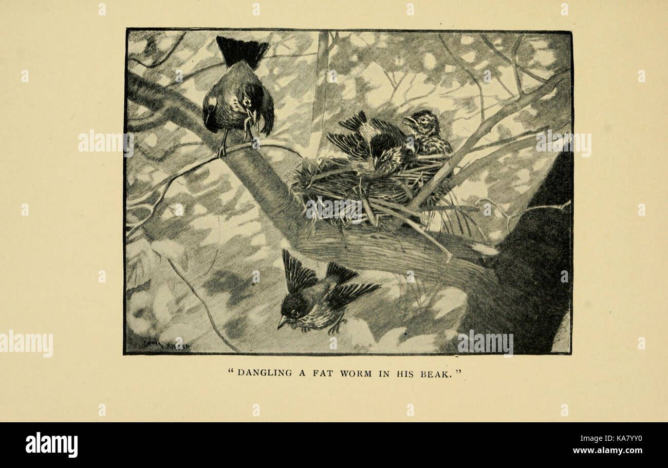 'Tenants of the Trees', Plate 3, explores the relationship between ...
