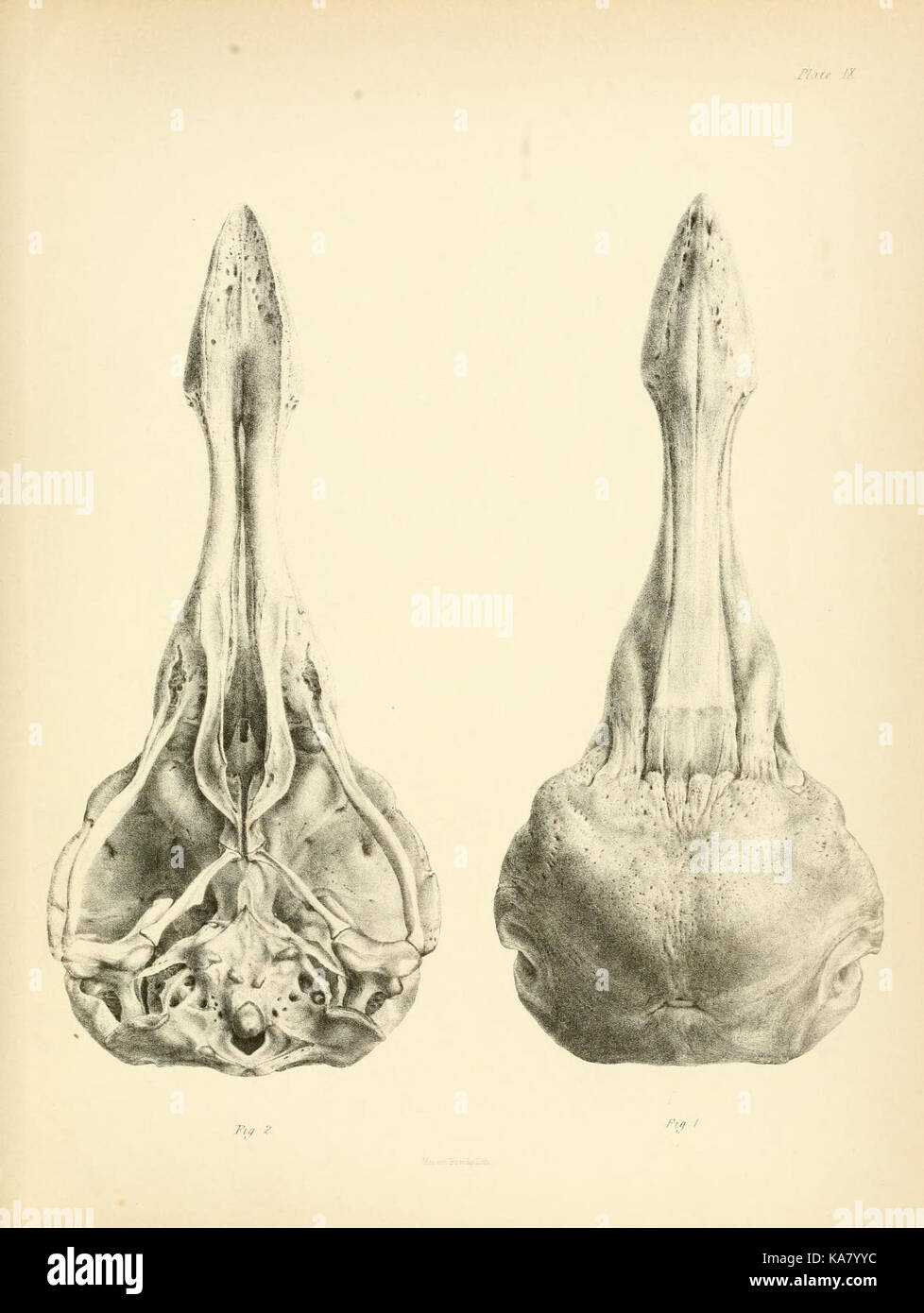 'The Dodo and Its Kindred' is a historical work focused on extinct ...