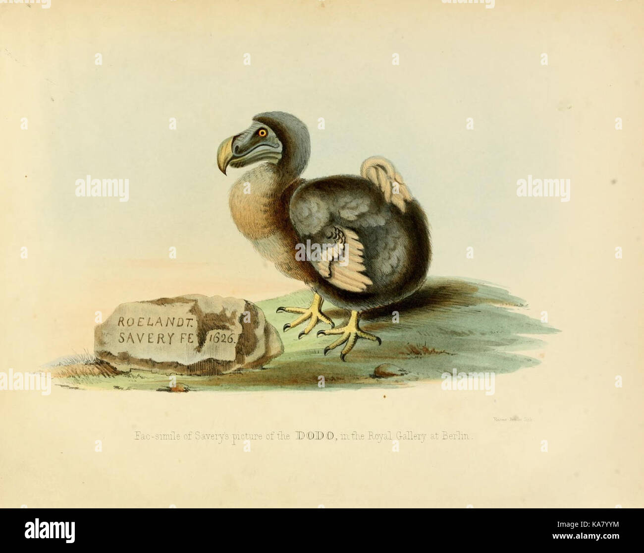 Animals extinct dodo hi-res stock photography and images - Alamy