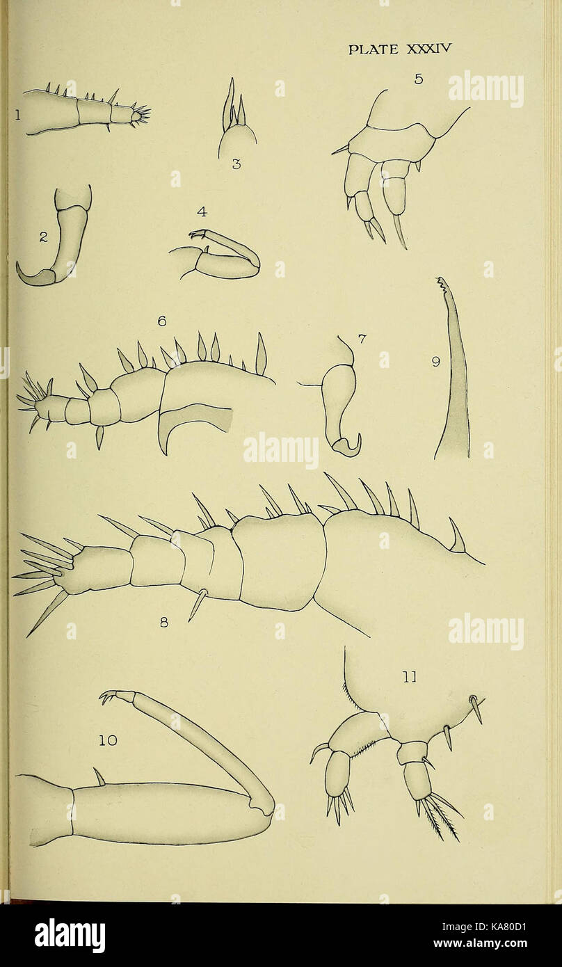 Copepoda hi-res stock photography and images - Alamy