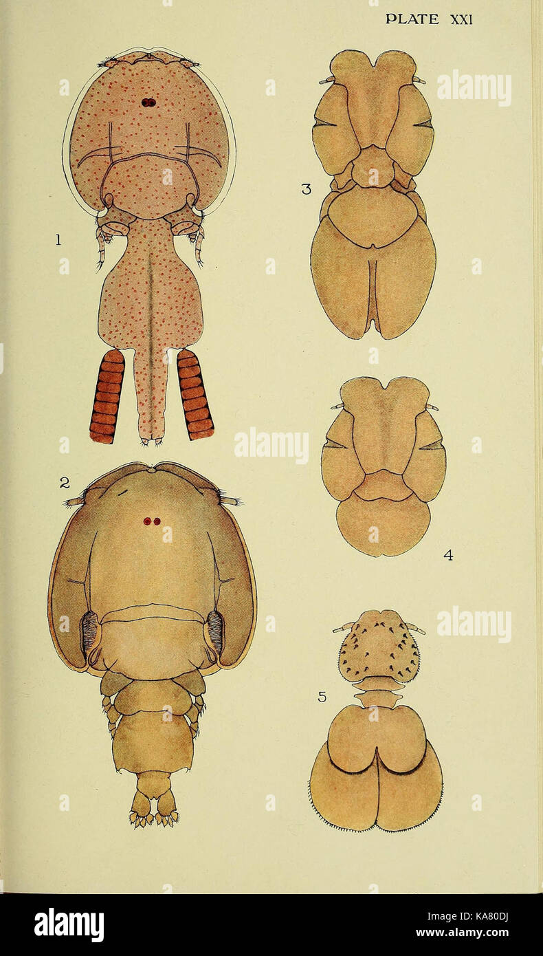 A scientific illustration from 'The British Parasitic Copepoda ...