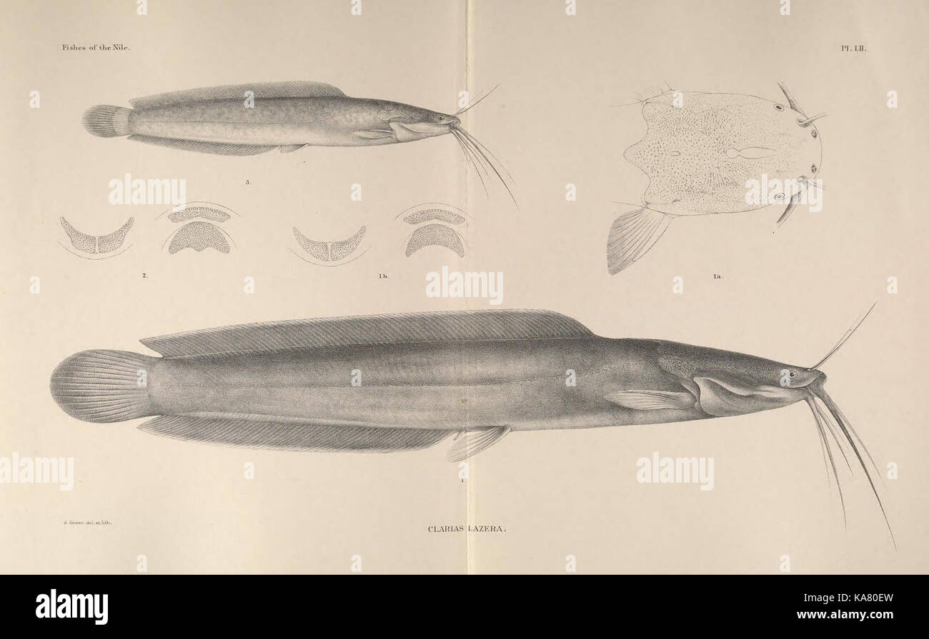 The fishes of the Nile (Pl. LII) (6815501574 Stock Photo - Alamy