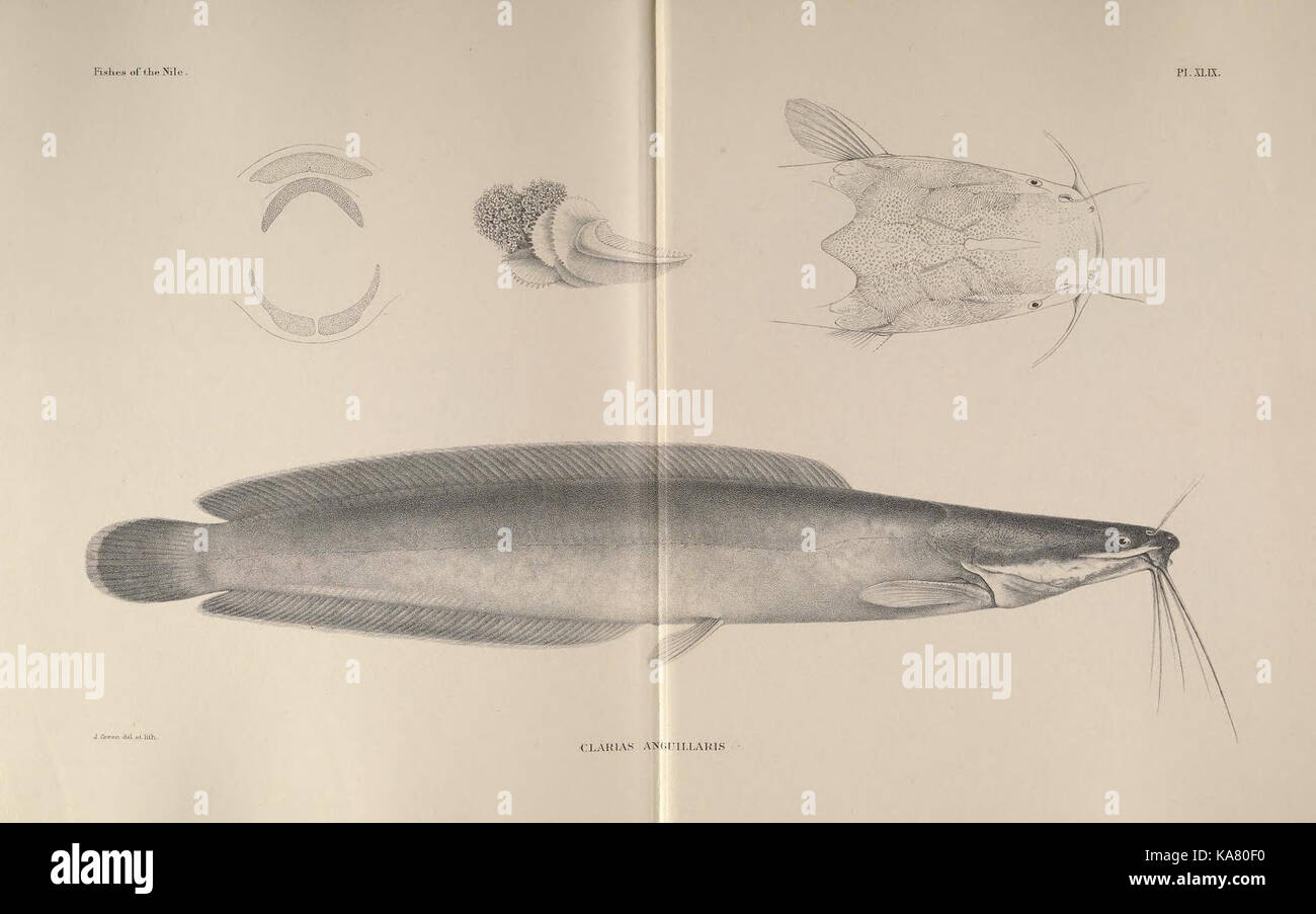 This illustration from 'The Fishes of the Nile' showcases various ...