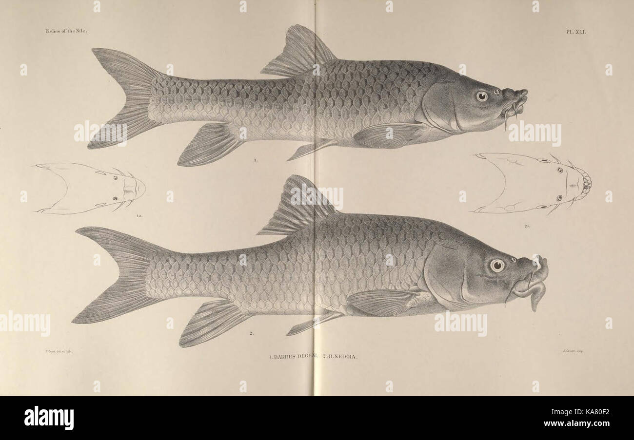 The fishes of the Nile (Pl. XLI) (6815498404 Stock Photo - Alamy