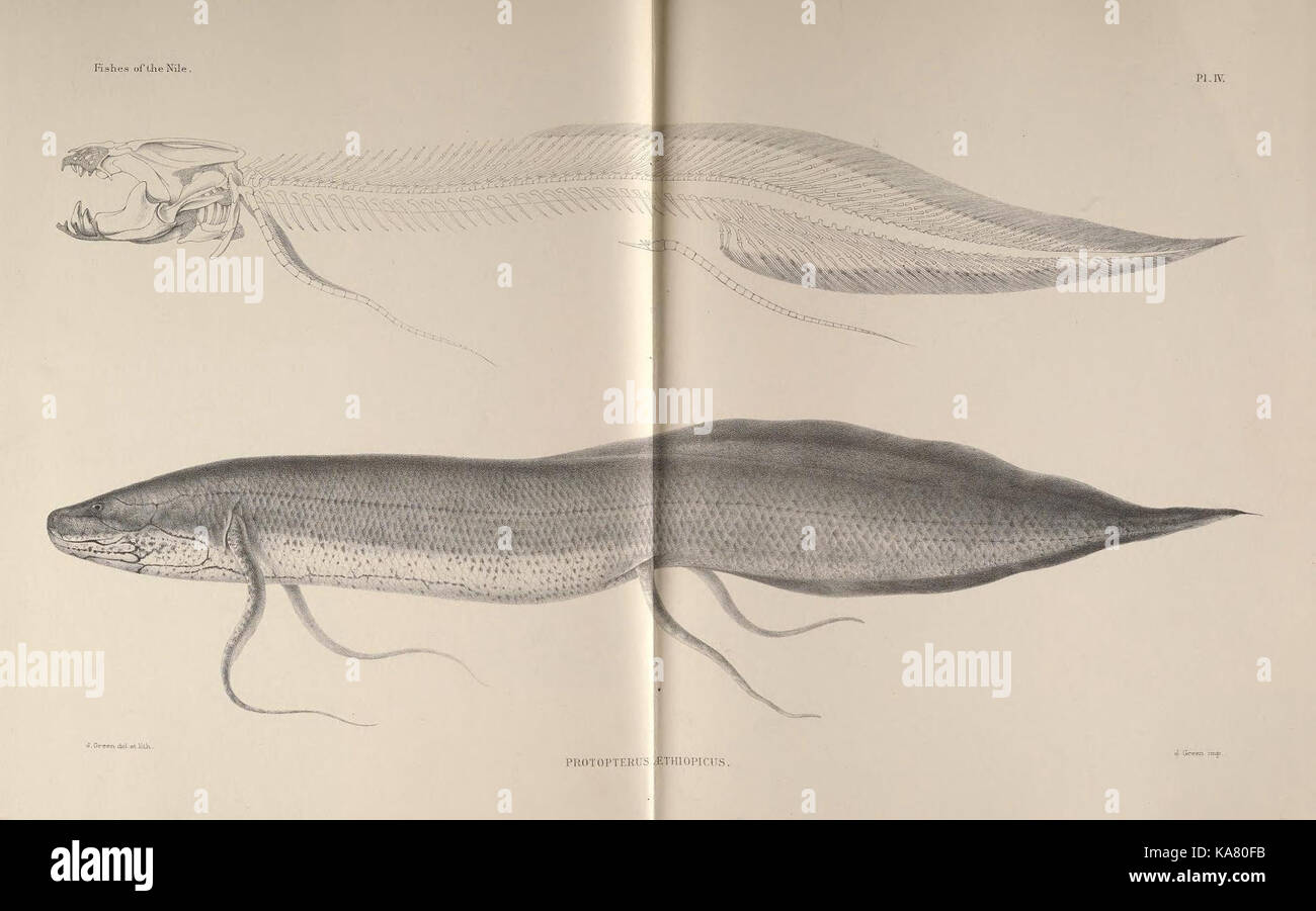 This illustration from the Smithsonian depicts various fish species ...