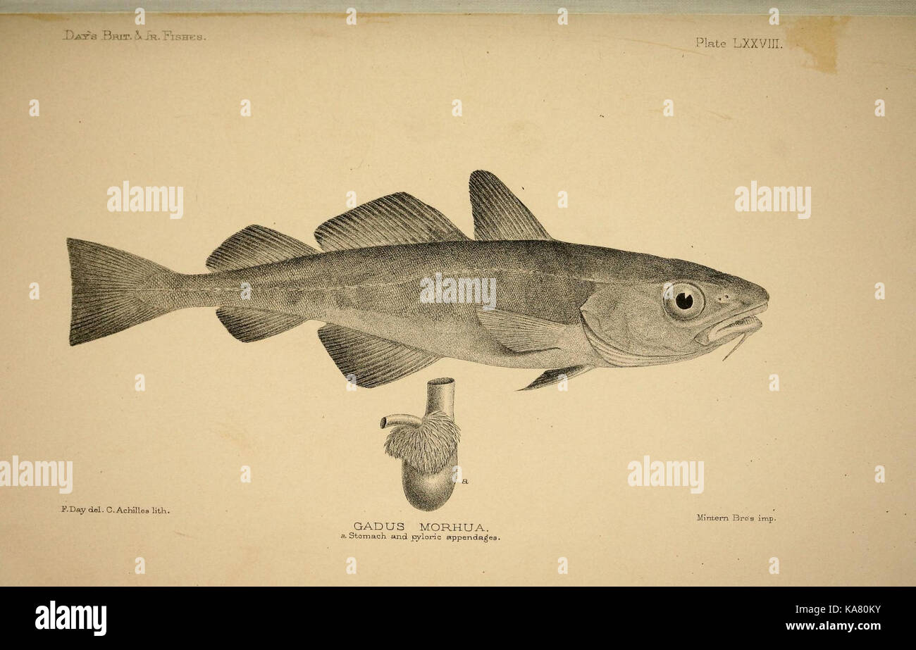 The fishes of Great Britain and Ireland (Plate LXXVIII) (6788882170 ...