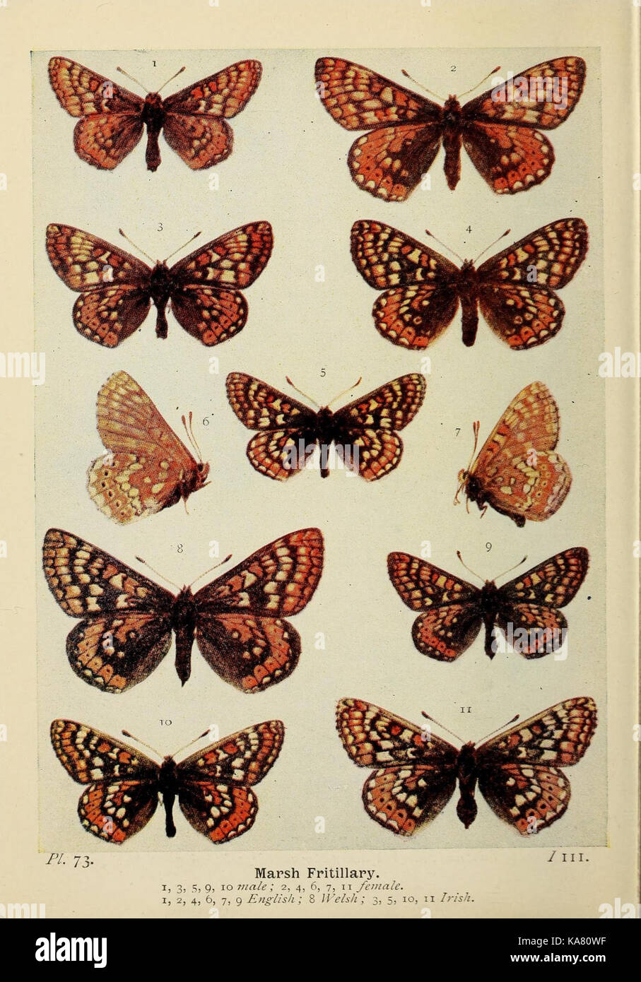 This illustration from the Smithsonian Institution depicts a variety of ...