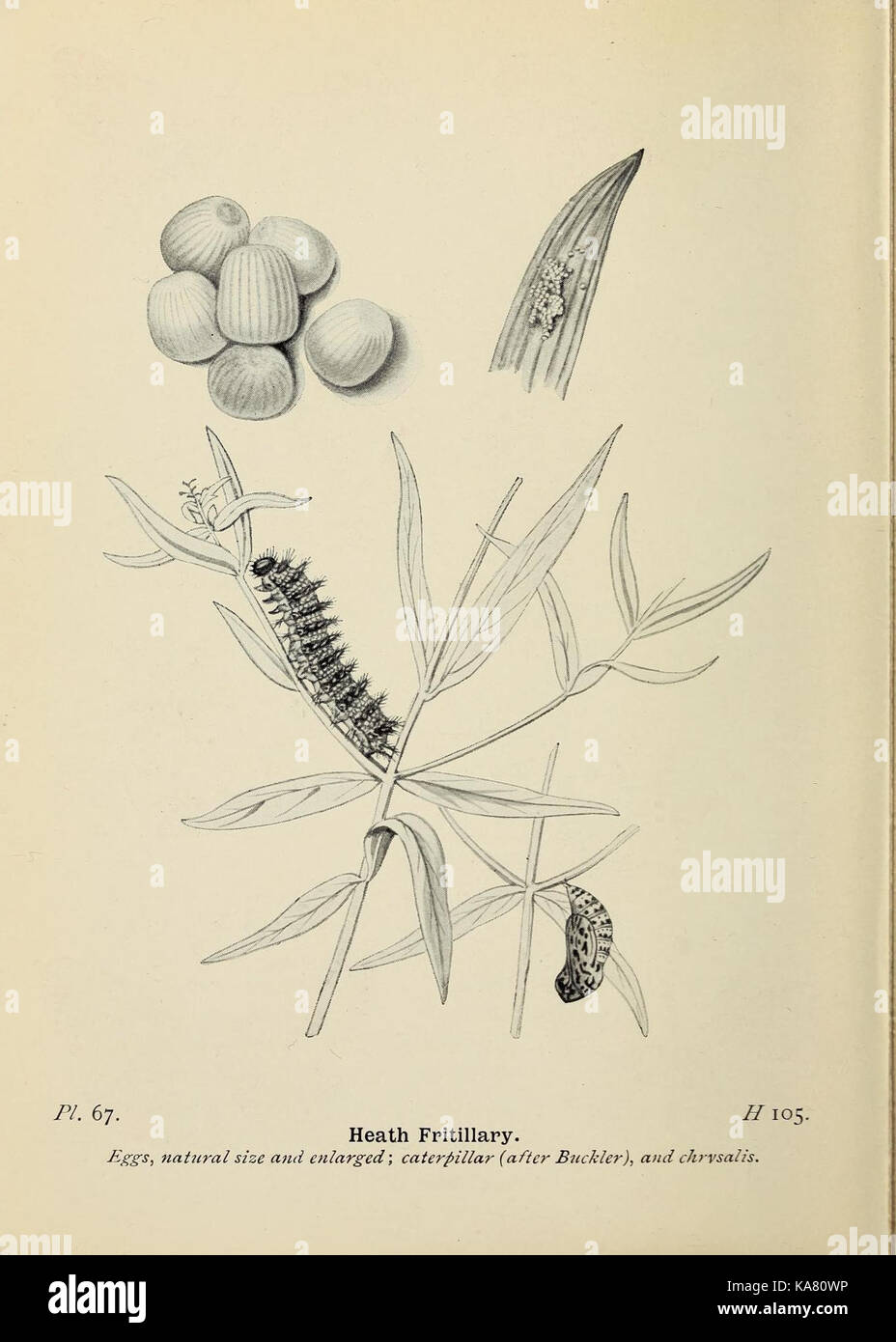 19th century illustration of butterflies hi-res stock photography and ...