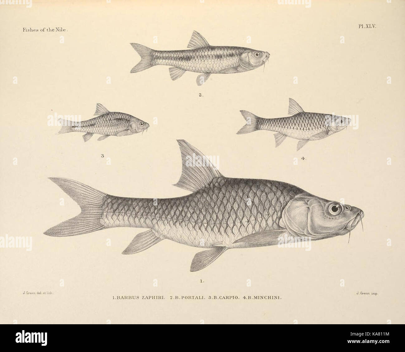 An illustration from 'The Fishes of the Nile' showcasing various ...