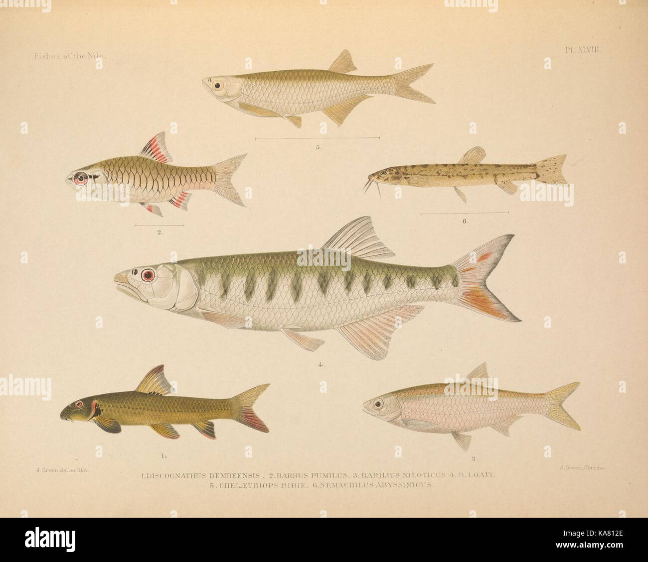 The fishes of the Nile (Pl. XLVIII) (6961616263 Stock Photo - Alamy