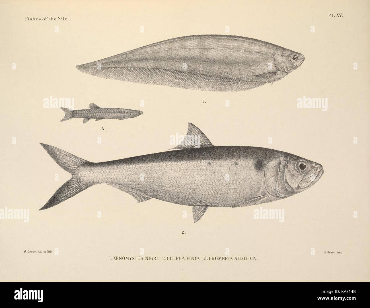 The fishes of the Nile (Pl. XV) (6815491160 Stock Photo - Alamy