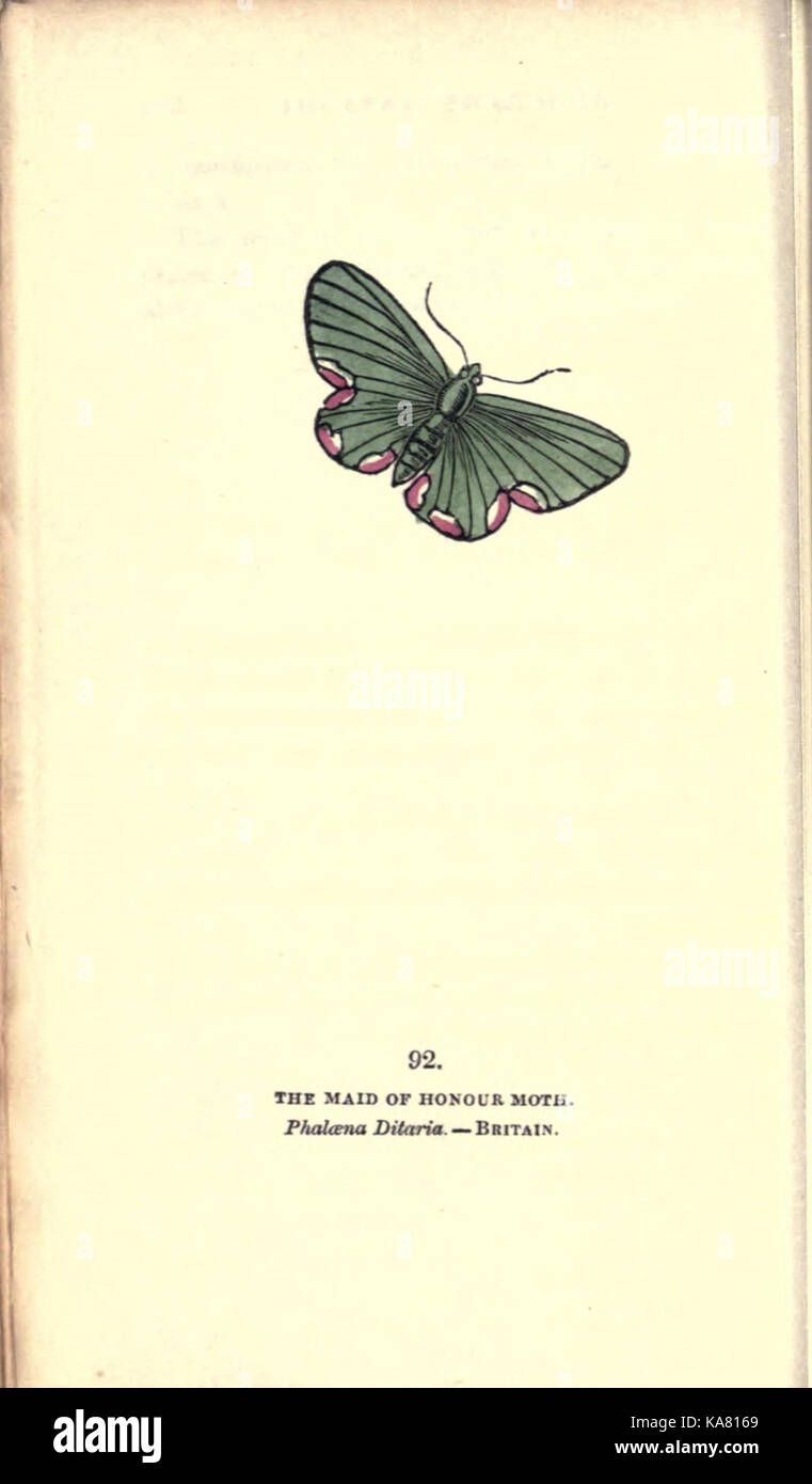 A detailed illustration from 'The Book of Butterflies, Sphinxes, and ...