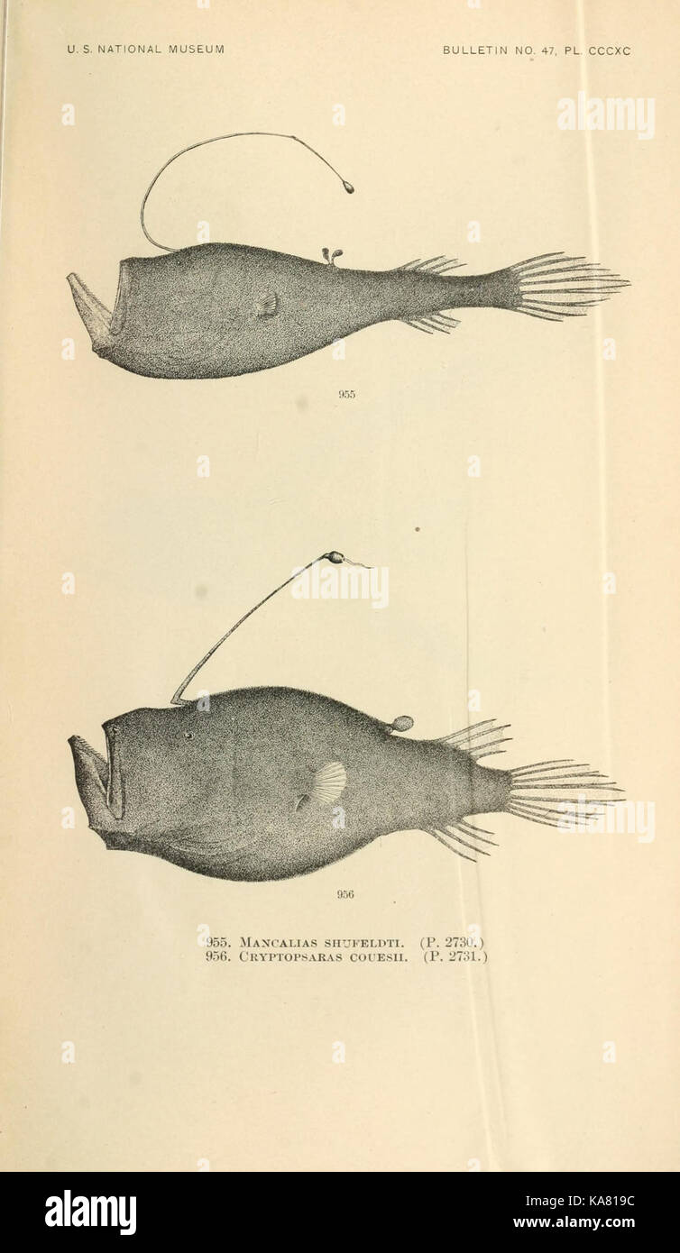 The fishes of North and Middle America (Pl. CCCXC) (7983588184 Stock ...