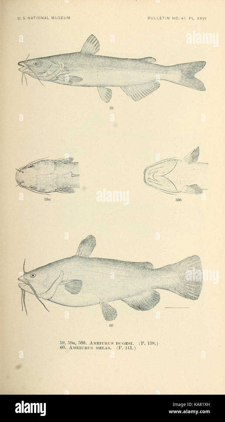 This illustration, Plate XXVI from 'The Fishes of North and Middle ...
