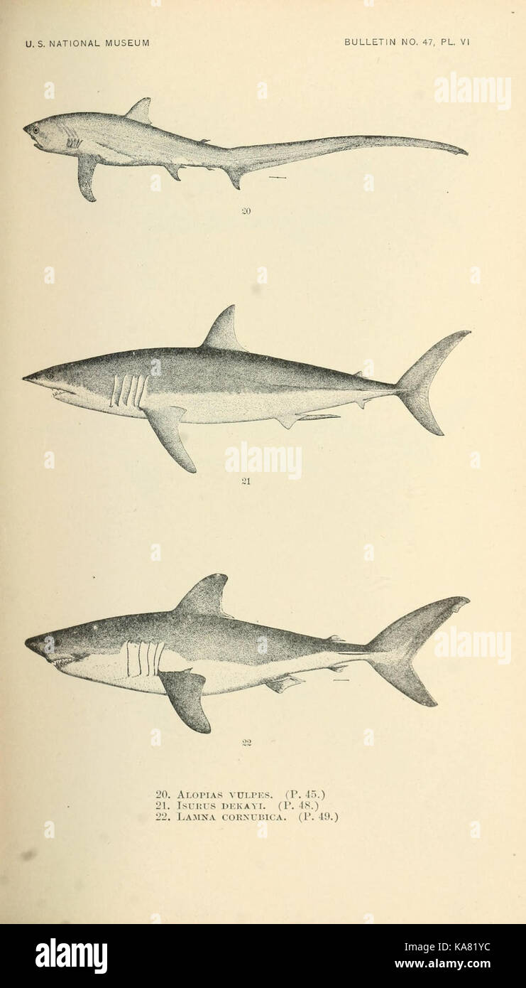This illustration from 'The Fishes of North and Middle America' depicts ...