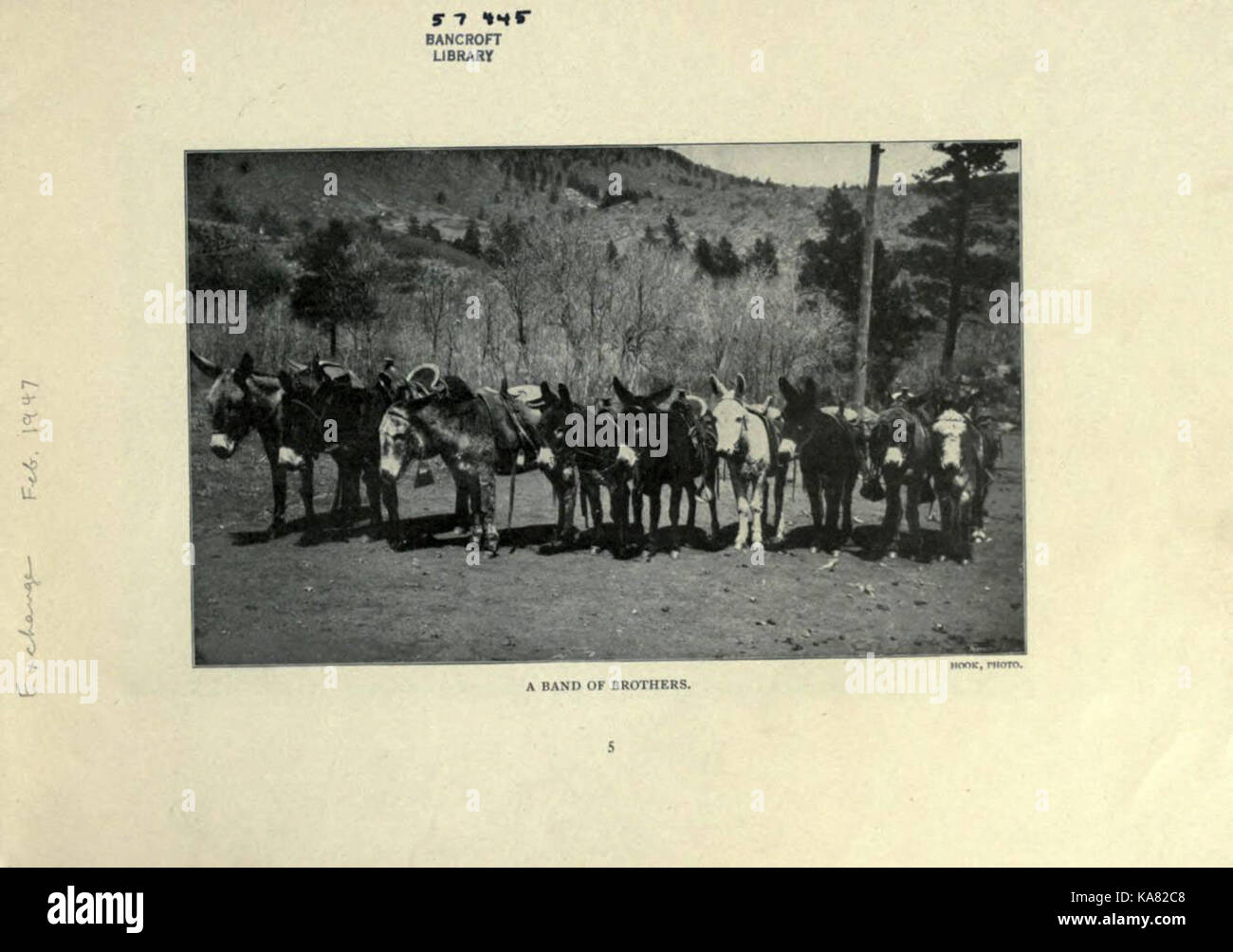 Page 5 of 'The Burro Book,' showcasing information and images related ...