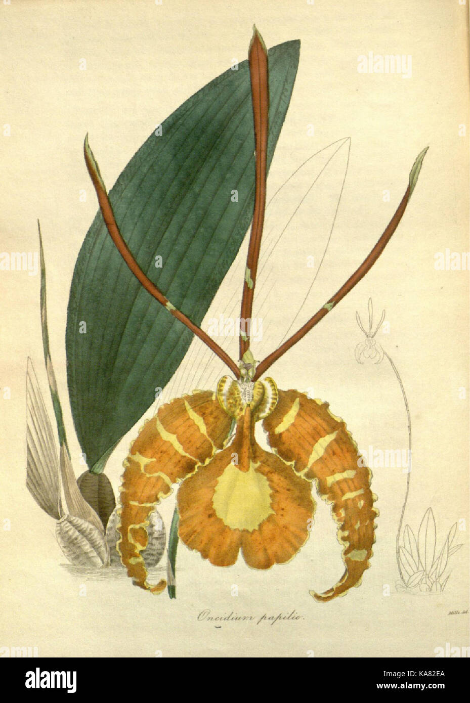 The Botanist is a botanical painting focusing on detailed ...