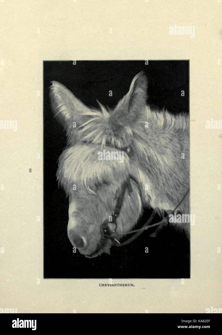 The Burro book (Page 10) (6025249059 Stock Photo - Alamy